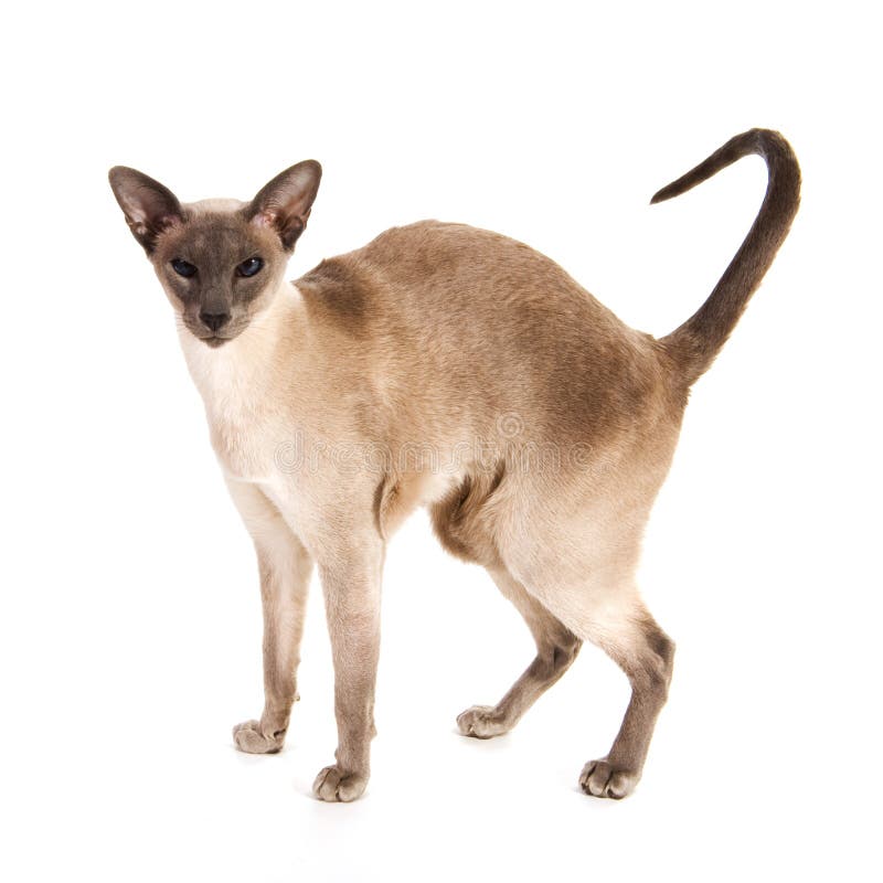 Blue Point Siamese Cat stock image. Image of watching - 6482675