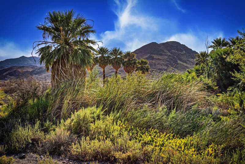 Blue Point Spring Desert Oasis in Nevada Stock Photo - Image of wooded ...