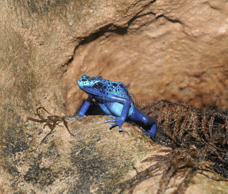Blue Poison Arrow Frog (Dendrobates Azureus) Stock Image - Image of ...