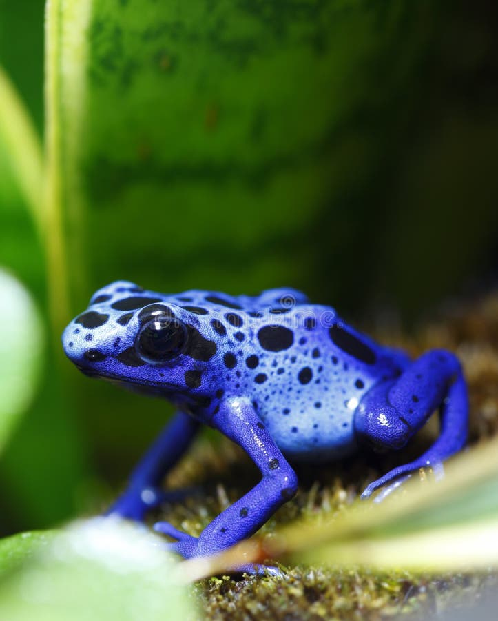 Colorful blue frog stock image. Image of aquatic, close - 18750859
