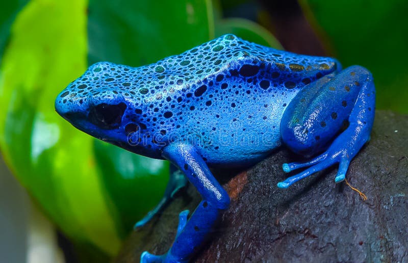 The Blue Poison Dart Frog or Blue Poison Arrow Frog (Dendrobates ...