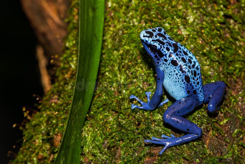 Blue Poison Dart Frog Climbing. Stock Photo - Image of animal, natural ...