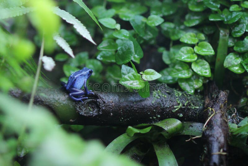 The blue poison dart frog stock photo. Image of animal - 95705478
