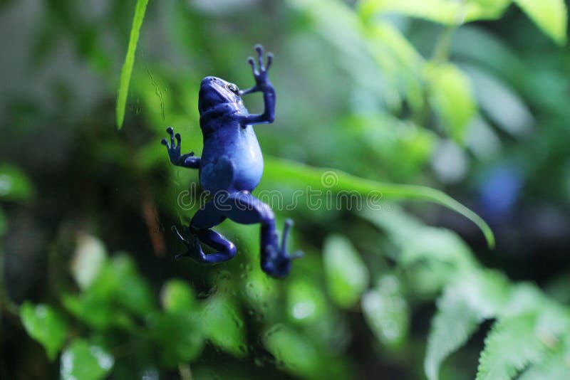 The blue poison dart frog stock photo. Image of nature - 95705524
