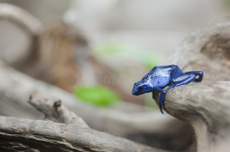 Blue Poison Dart Frog Amazon Rain Forest Stock Image - Image of ...