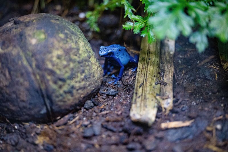 Blue Poison Dart Frog, Dendrobates Tinctorius "azureus" Captured in a ...