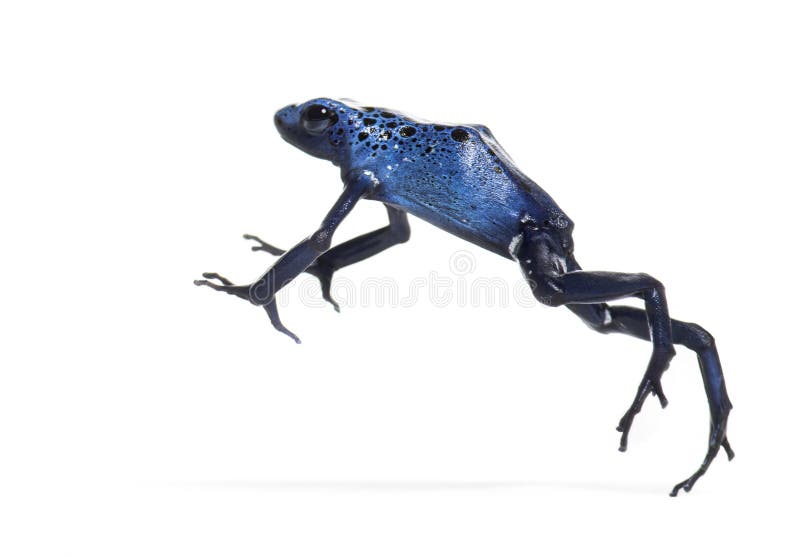Blue Poison Dart Frog Jumping, Dendrobates Tinctorius Azureus, Isolated ...