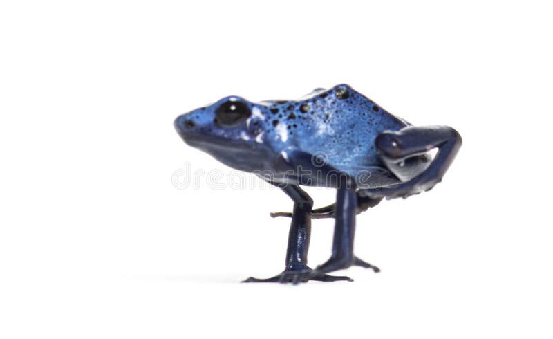 Blue Poison Dart Frog Jumping, Dendrobates Tinctorius Azureus, Isolated ...