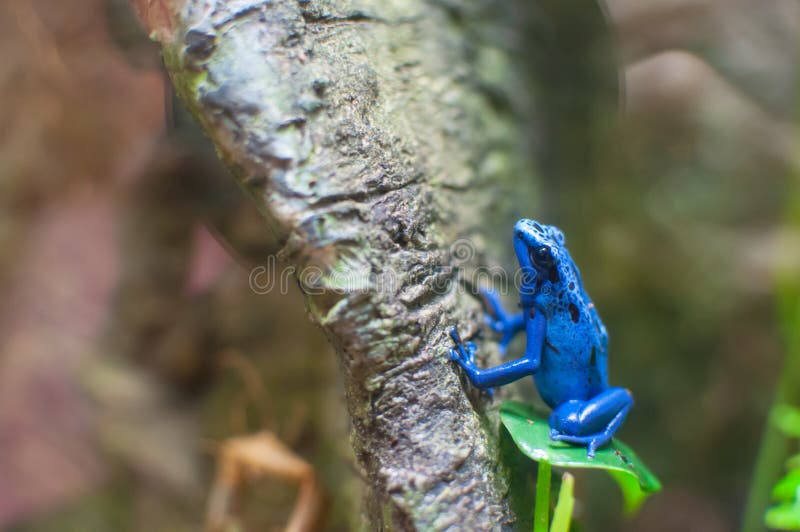Blue Poison Dart Frog on a Tree Stock Image - Image of terrarium ...