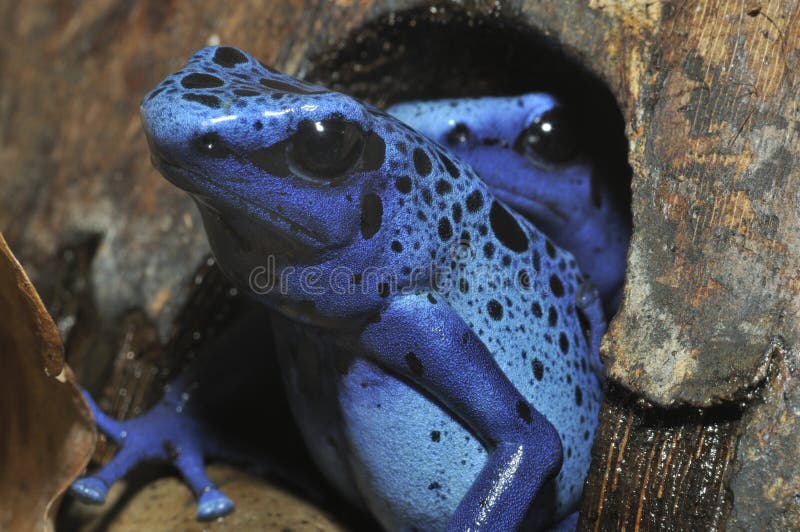 Endangered Blue Frogs