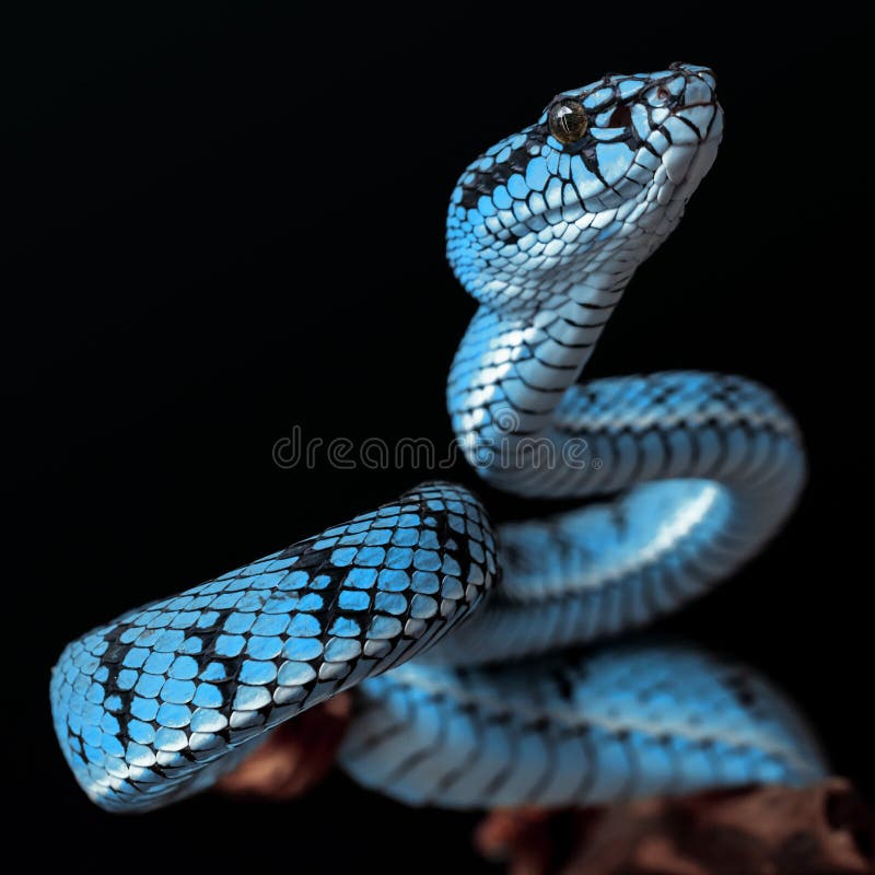 Blue Poisonous Viper Snake from Indonesia Stock Photo - Image of blue ...