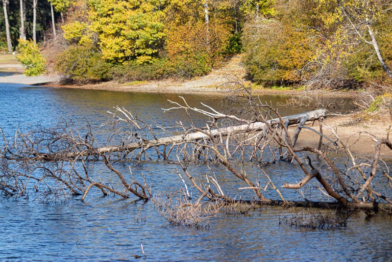 Blue Pond with a Dead Tree Sticking Out Stock Photo - Image of ...