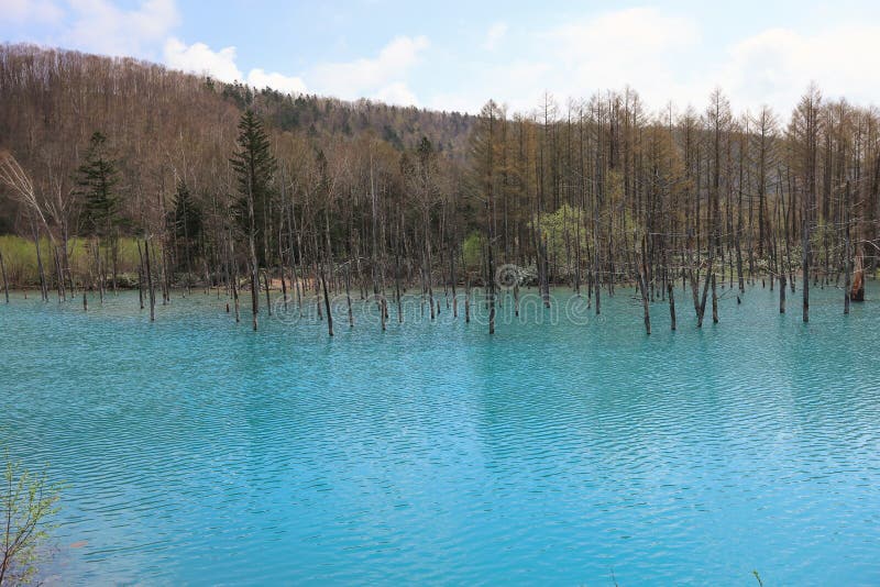 Blue Pond Taken during Summer Biei, Japan Stock Photo - Image of ...