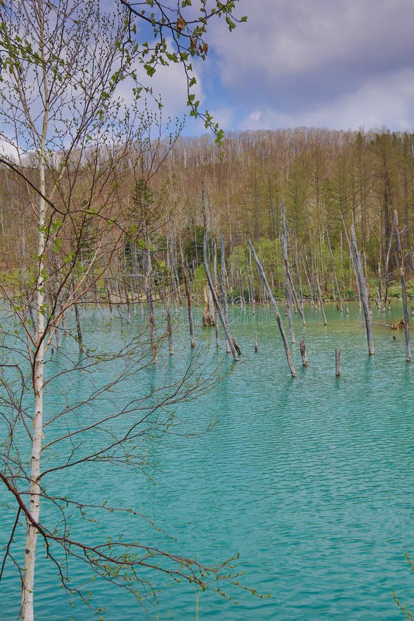 Blue Pond Taken during Summer Biei, Japan Stock Image - Image of ...