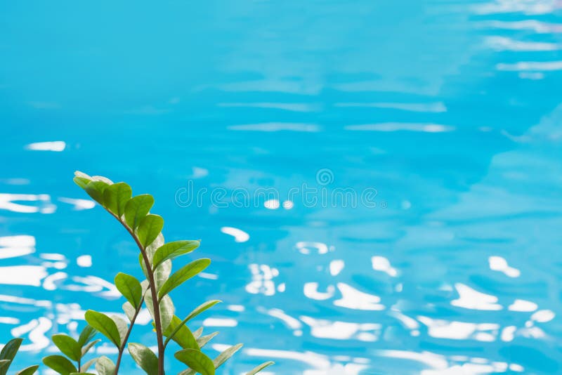 Blue Pool Water with Sun Reflections and Green Tropical Leaves in Front ...