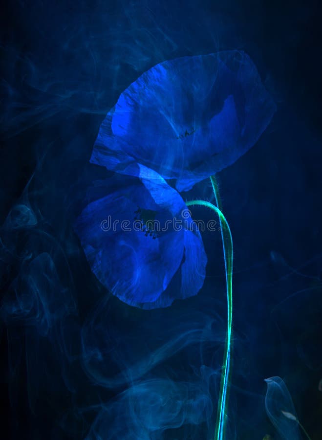 Blue Poppies on a Dark Blue Background Stock Photo - Image of botany ...