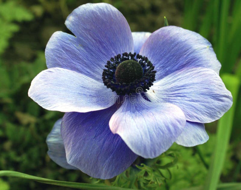 Blue poppy stock photo. Image of park, cultivated, blue - 60649716