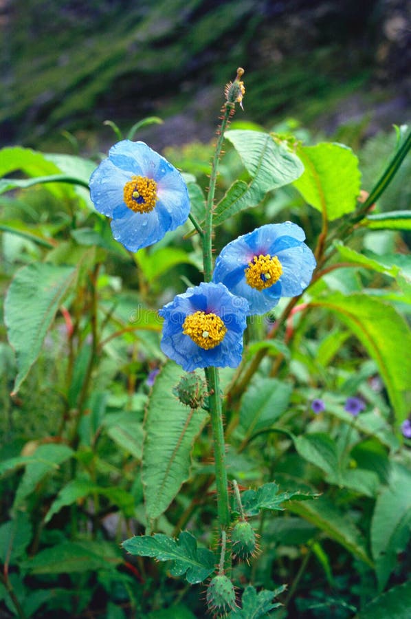 Blue Poppy, Hemkund, Uttaranchal, India Stock Image - Image of himalaya ...