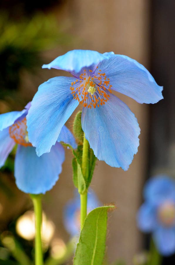 Blue Poppy stock image. Image of blue, plant, poppy, spring - 30836813