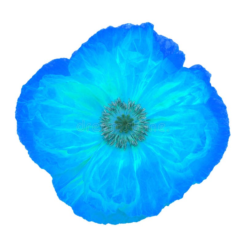 Blue Poppy Isolated on a White Background Stock Photo - Image of ...