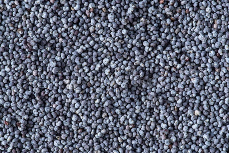 Blue poppy seeds stock image. Image of dried, closeup - 312063381