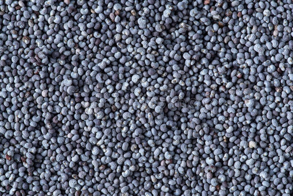 Blue poppy seeds stock image. Image of dried, closeup - 312063381