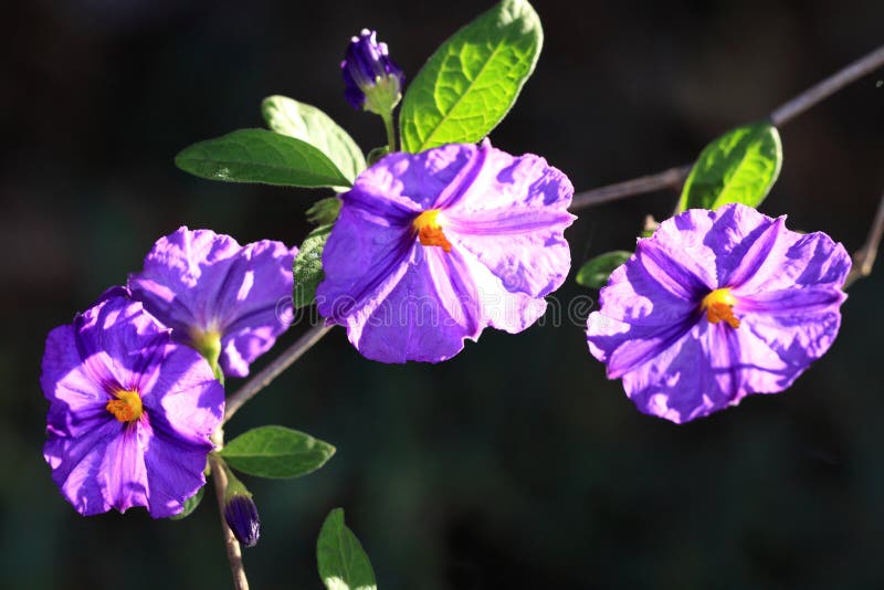 Solanum Rantonnetii (Species: Lycianthes Rantonnetii), Flowerin Stock ...
