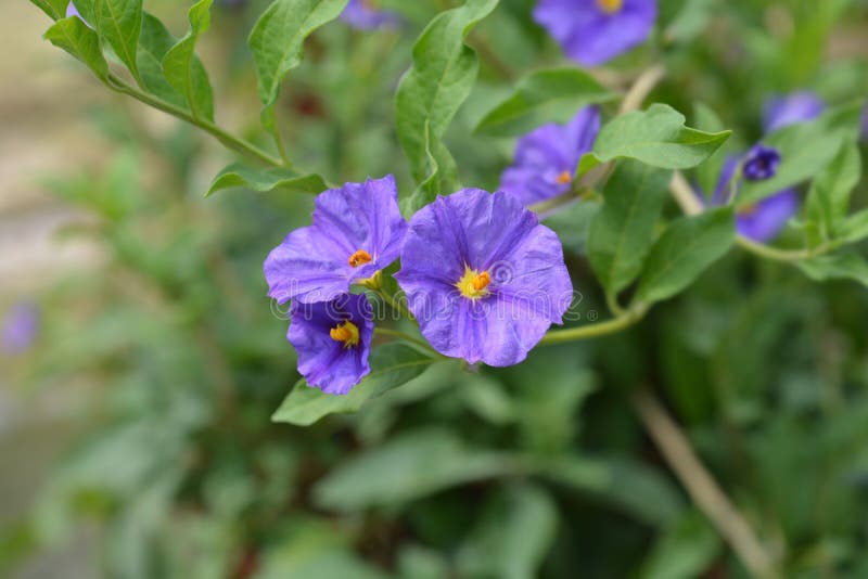 Blue potato bush stock image. Image of garden, flower - 149694761