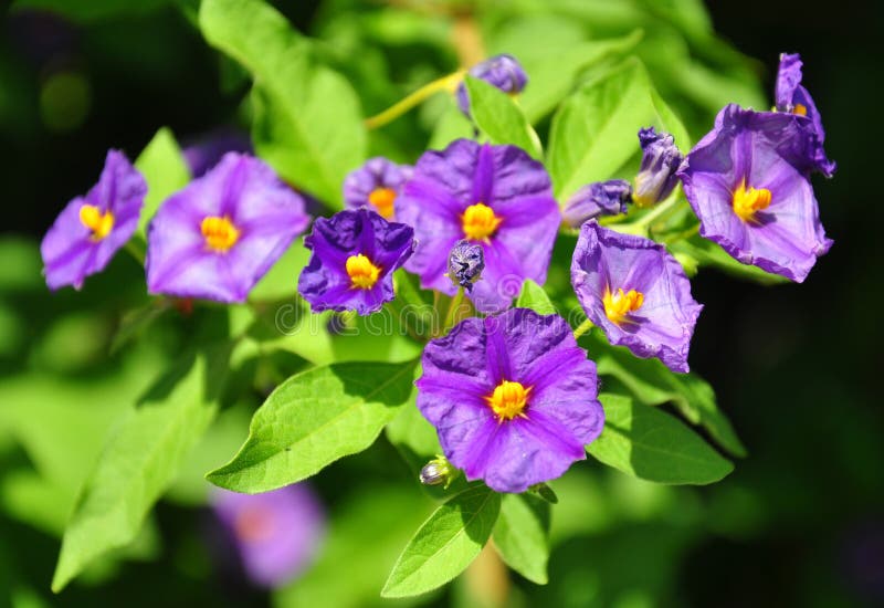 Blue Potato Bush (Lycianthes Rantonnetii) Stock Image - Image of shrub ...