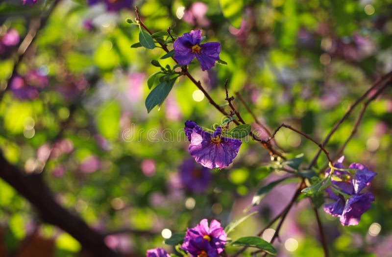 Lycianthes Rantonnetii Variegata , Blue Potato Bush â€˜Royal Robe ...