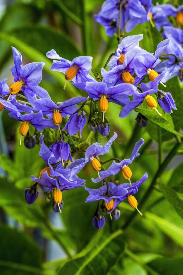 Blue Potato Bush (Solanum Rantonnetii) Stock Photo - Image of flower ...