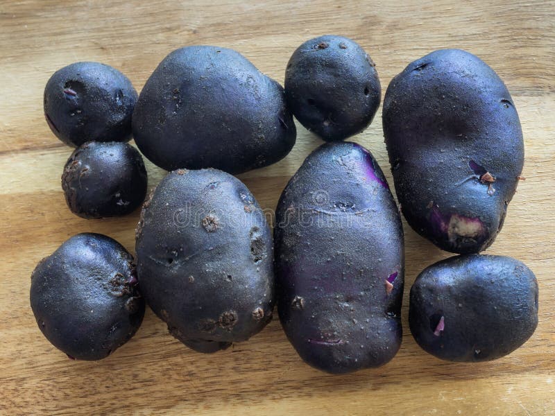 Blue Potatoes Fresh from the Garden Stock Photo - Image of healthy ...