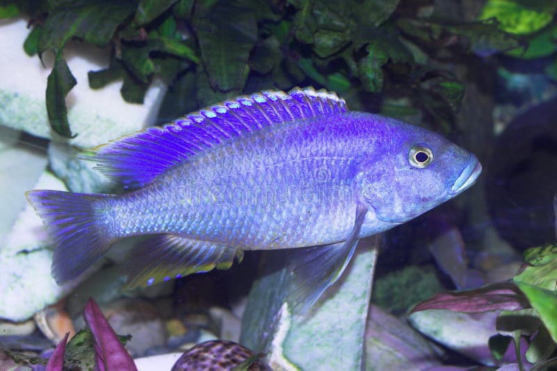 Blue Turquoise Discus Fish stock photo. Image of blue - 10990006