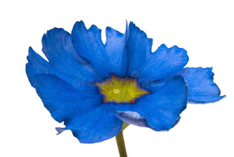Blue primrose isolated stock photo. Image of detail - 212887128
