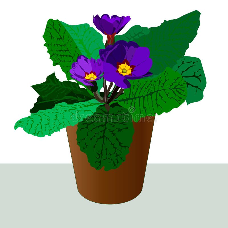 Spring Primrose Border Stock Illustrations – 406 Spring Primrose Border ...