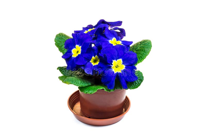 Blue Primula stock photo. Image of design, flowers, interior - 8370894