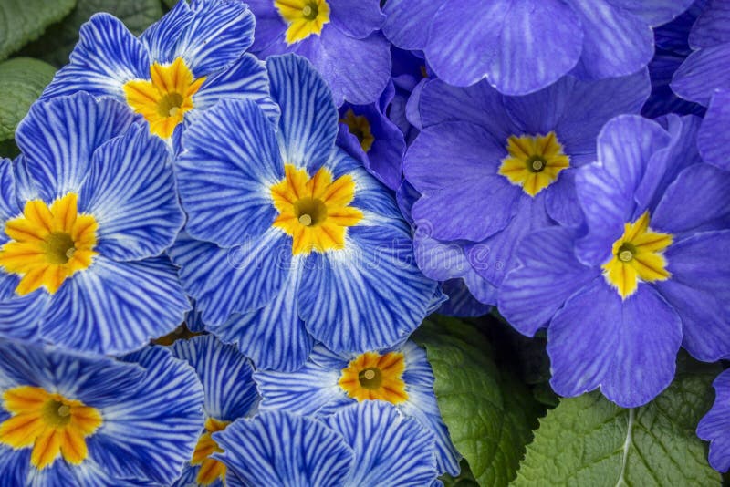 Blue primula flowers stock image. Image of striped, blue - 177262285