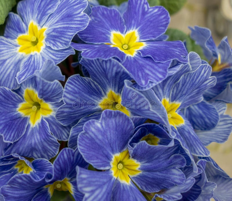 Blue Primula - Primrose Flower of Spring Time Stock Photo - Image of ...