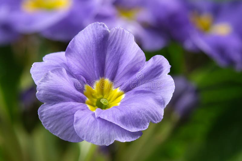 Blue Primula. Primrose Flower Stock Photo - Image of bouquet, flower ...