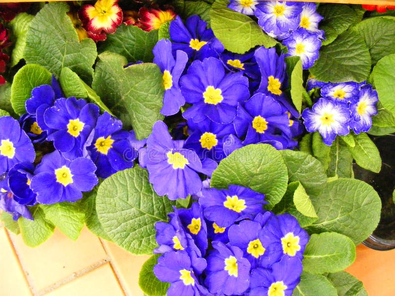 Blue Primula - Primrose Flower of Spring Time Stock Photo - Image of ...