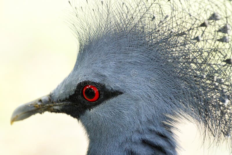 Blue Punk Bird stock image. Image of lumpur, blue, kuala - 26600621
