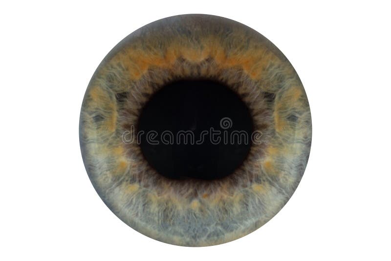 Eye with Blue Pupil Isolated on White Background Stock Image - Image of ...