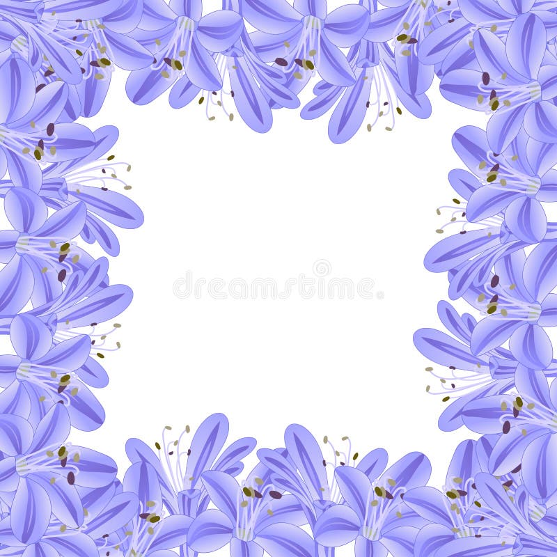 Blue Purple Agapanthus Border. Vector Illustration Stock Vector ...