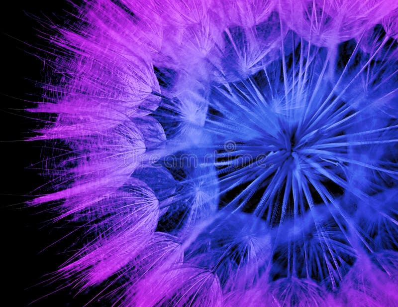 Blue and Purple Dandelion Seeds. Stock Image - Image of colors, closeup ...