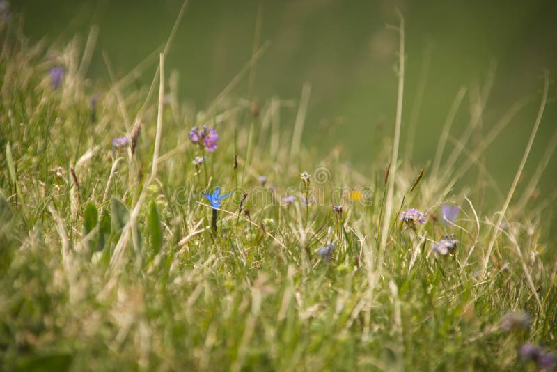 Spring colours stock photo. Image of nature, purple - 267628716
