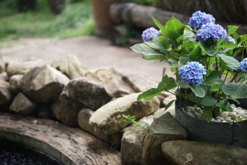 Blue Purple Hydrangea Flower in the Garden Stock Image - Image of bloom ...