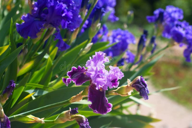 Blue and Purple Iris Flowers Drooping Bright Stock Photo - Image of ...
