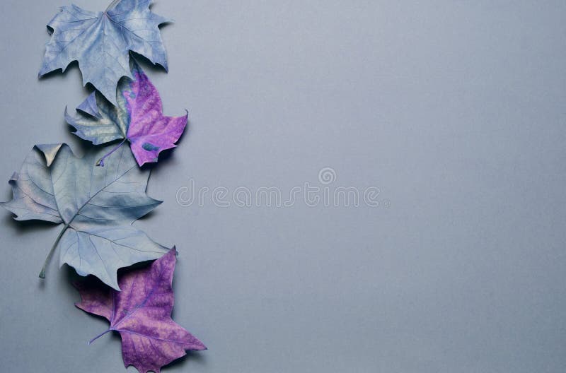 Blue and Purple Maple Leaves in the Light Blue Background with Copy ...