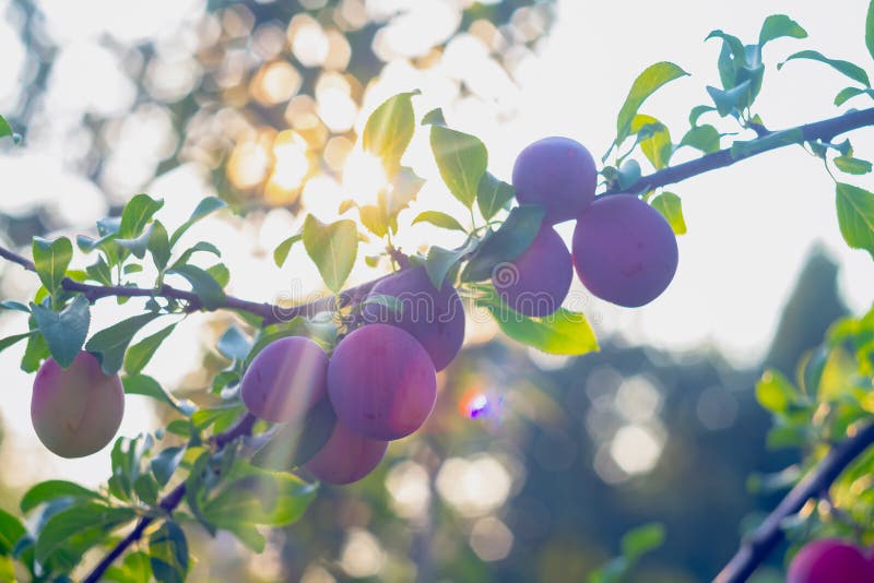 A Blue, Purple Plum Tree Hangs on a Branch of a Plum Tree in the Garden ...