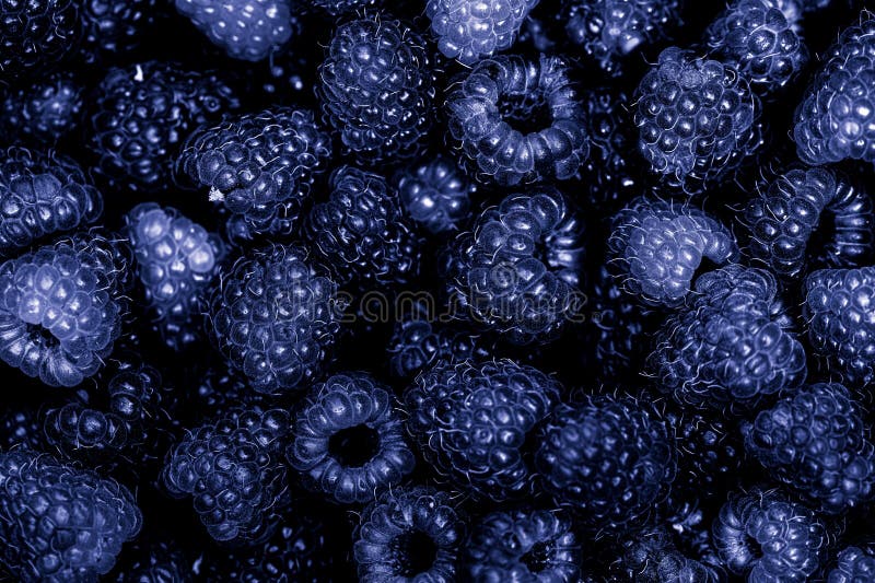 Blue-purple Raspberries Textured Background Stock Image - Image of ...